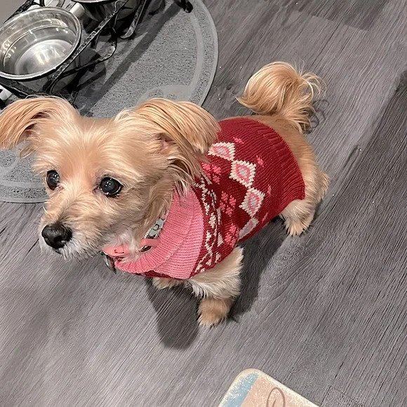 Everything Pets Posh Party on Poshmark